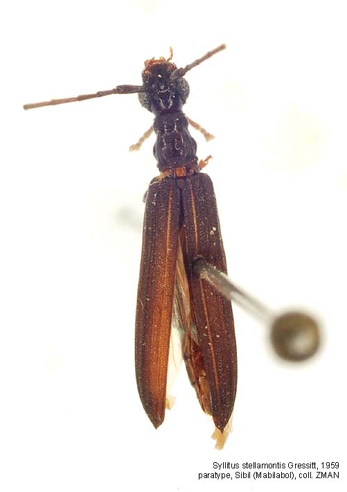 Papua Insects Foundation (Coleoptera/Cerambycidae/Cerambycinae)